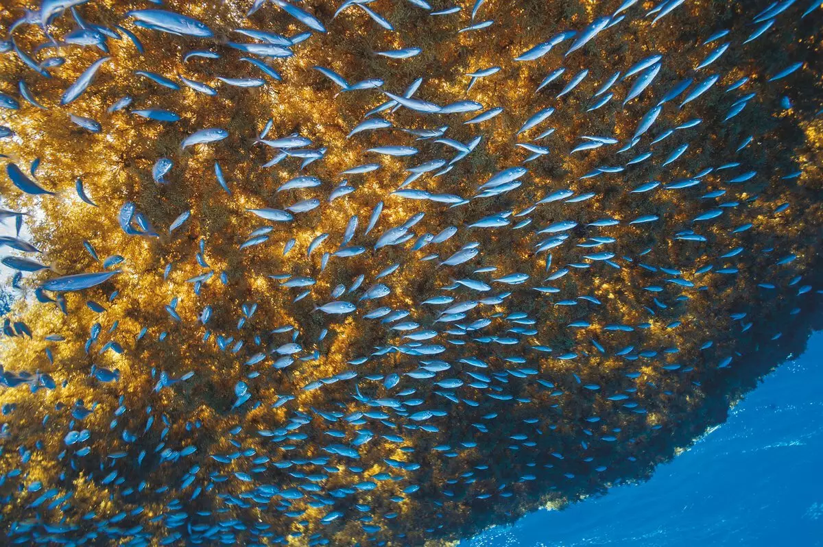 Laut Sargassovo: Langsung Ganti