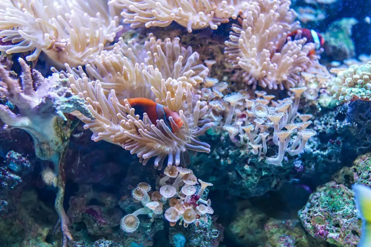 Coral Reef