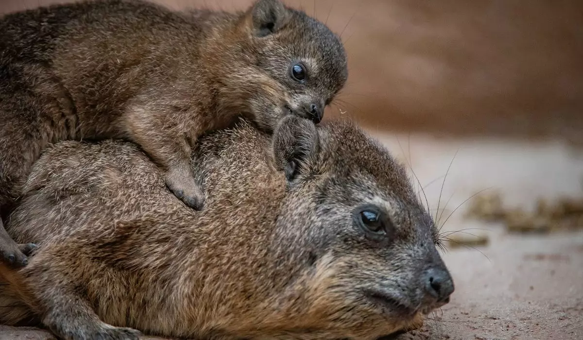 Britaniya Zoo əmanət: gözəl rock hyrax