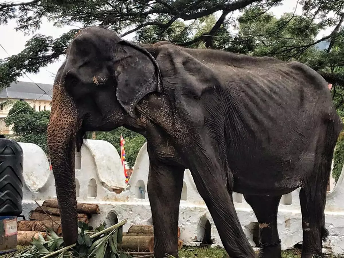 Uitgeput olifant entertaint besoekers aan die fees: die zoozhechniki klop die alarm