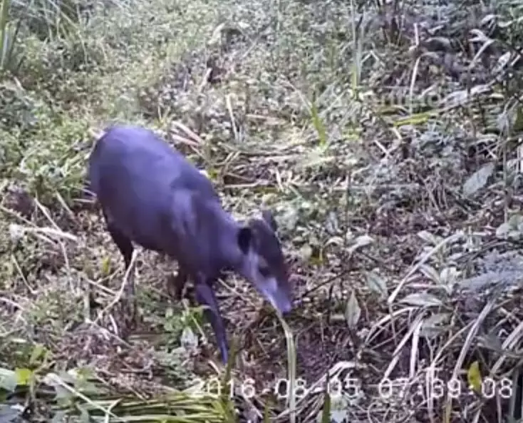 Extrem seltener Tier mit einer versteckten Kamera: Video mit Kilimanjaro