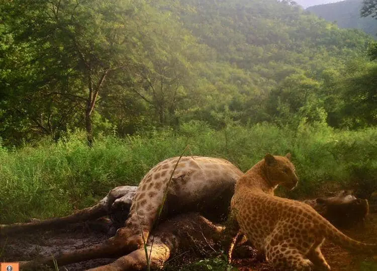 Harest "maasikas" Leopard on näha Lõuna-Aafrikas