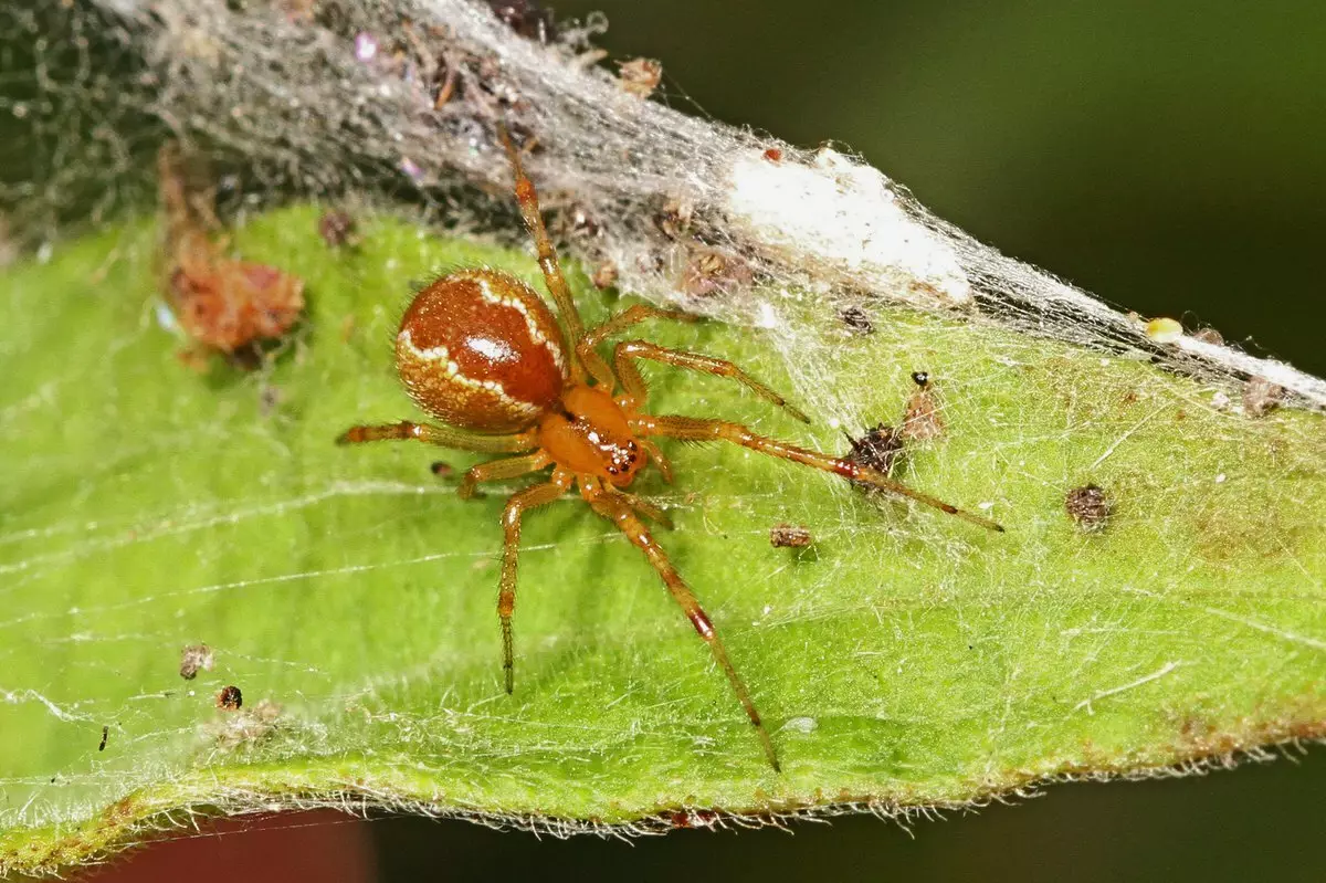 Raw spiders - Another consequence of climate change