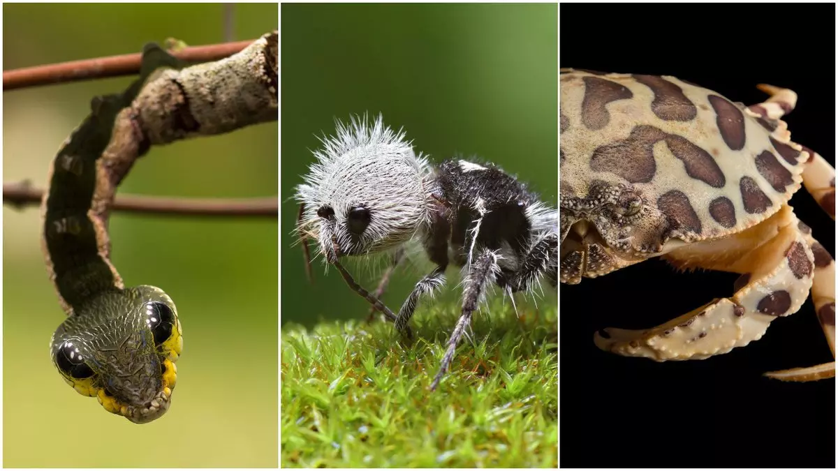 Waswolveri loomad: 6 olendit, mis varastasid kellegi teise välimuse