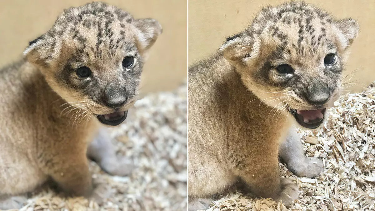 Der charmante Löwen wurde in Denver Zoo geboren: Video