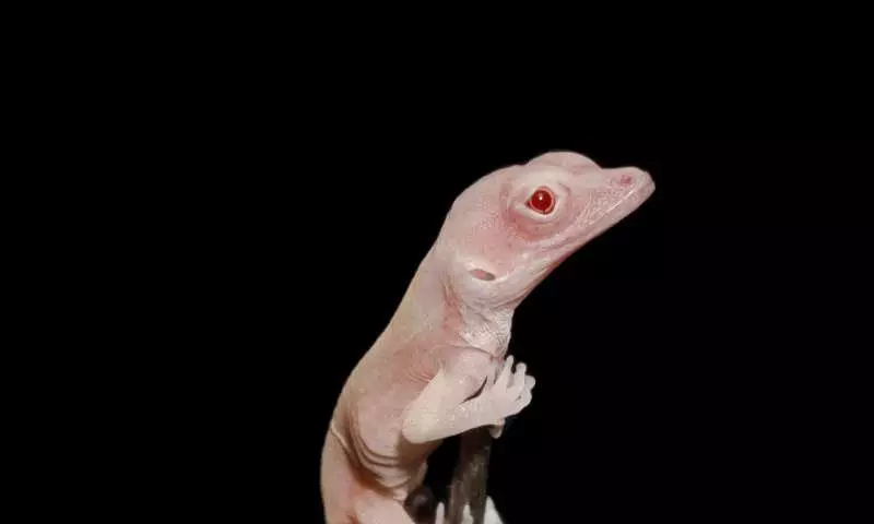 Les scientifiques ont apporté un lézard albinos à l'aide de la modification du génome