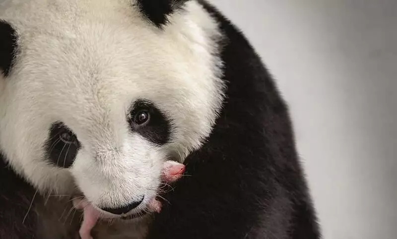 Panda in the Berlin Zoo gave birth to twins: photo and video