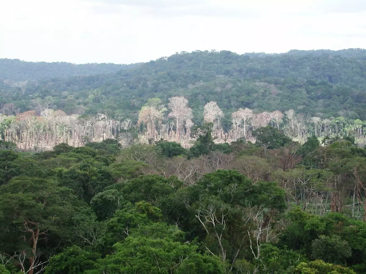 Florestas da Amazônia.