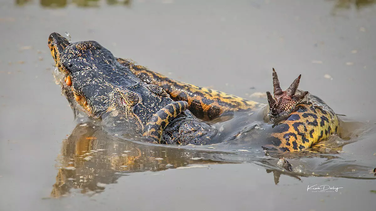 Peperangan Anaconda lan Cayman: Sapa sing bakal menang