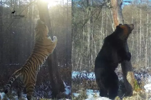 Vem är högre: som en tiger och björn tävla om territoriet