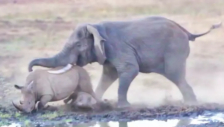 L'éléphant entraîne des rhinocéros de l'imperméable: vidéo