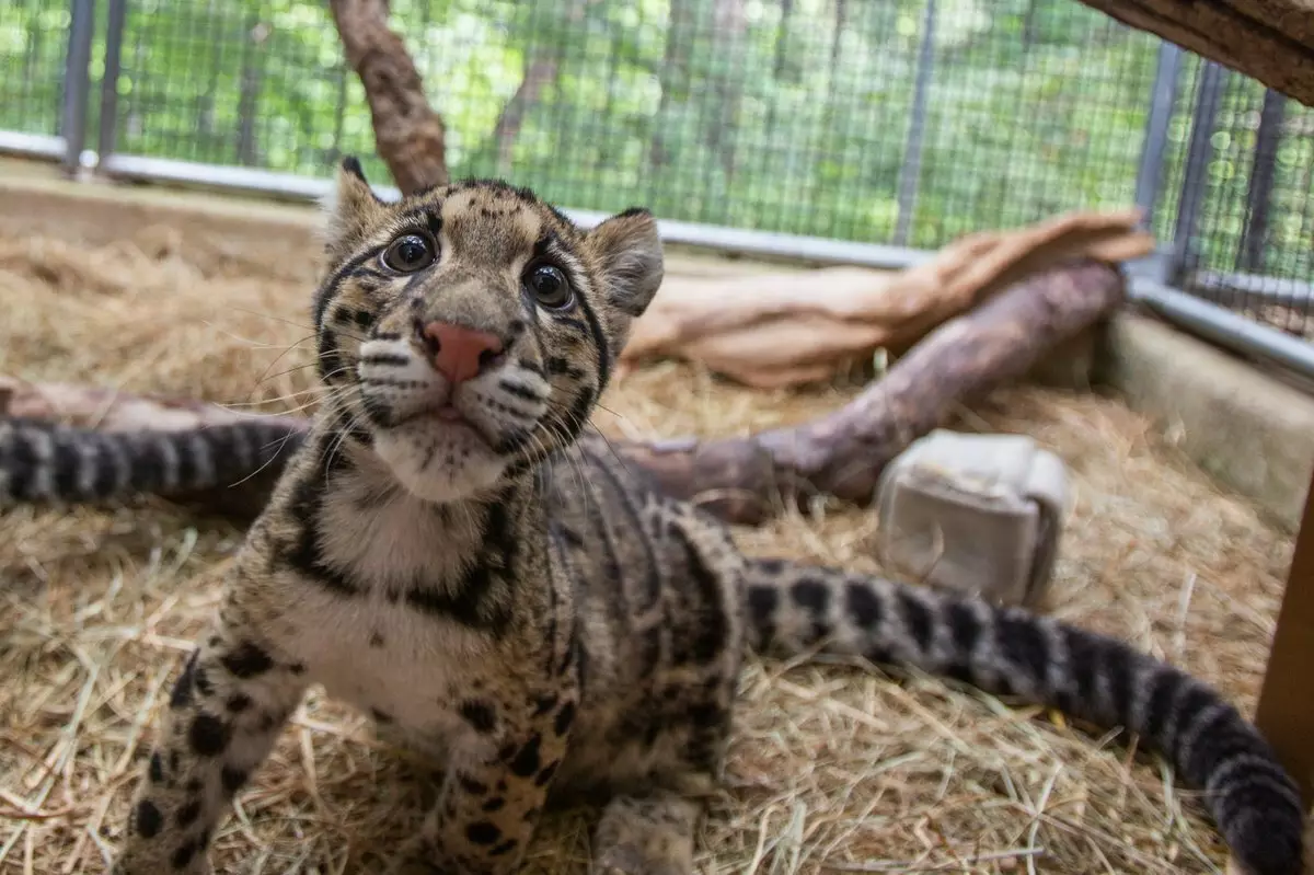 Simpan Leopard Smoky: Pengalaman yang sukses dari Kebun Binatang Amerika