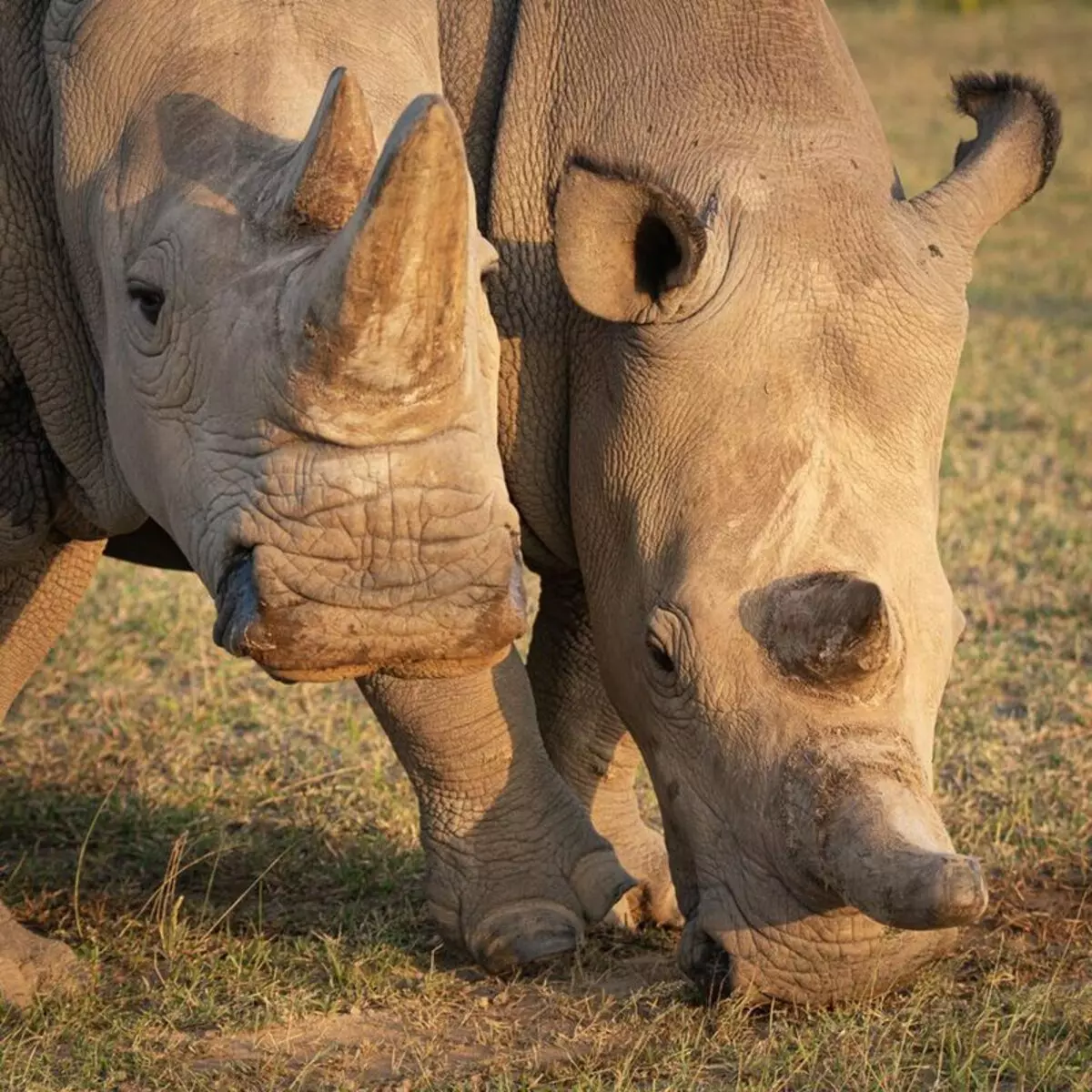 Znanstveniki so prejeli dva zarodka severnega White Rhino: še en korak k reševanju podvrst