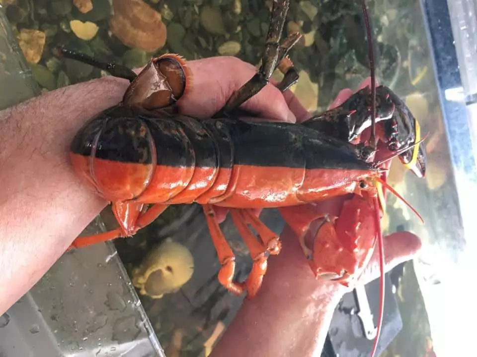 Ọkan nipasẹ 50 milionu: ni AMẸRIKA mu lobster