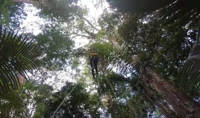 Le plus haut arbre d'amazonie