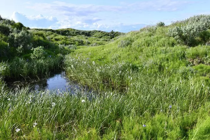 Ninu Arctic Yoots Awọn Merzlot Ibinu ayeraye "Oasis" han