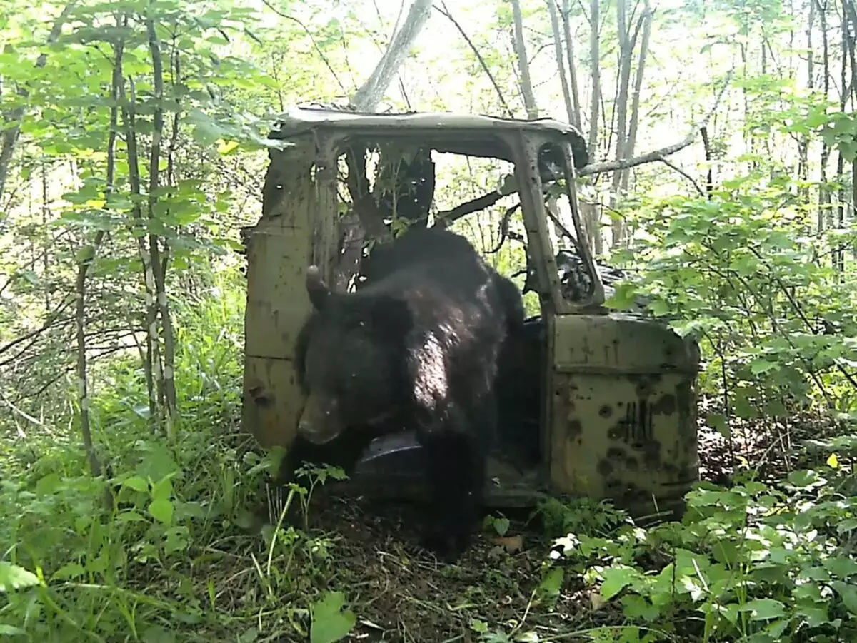 Ang oso mipili sa usa ka gibiyaan nga sakyanan: video gikan sa "leopardo Yuta"