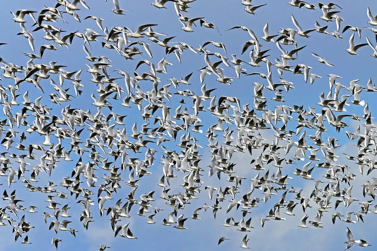 Intloko-yentloko-ye-Gulls-173151_1280.jpg