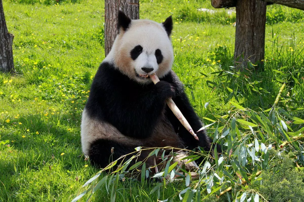 Yn Tsieina, mynd i glôn pandas