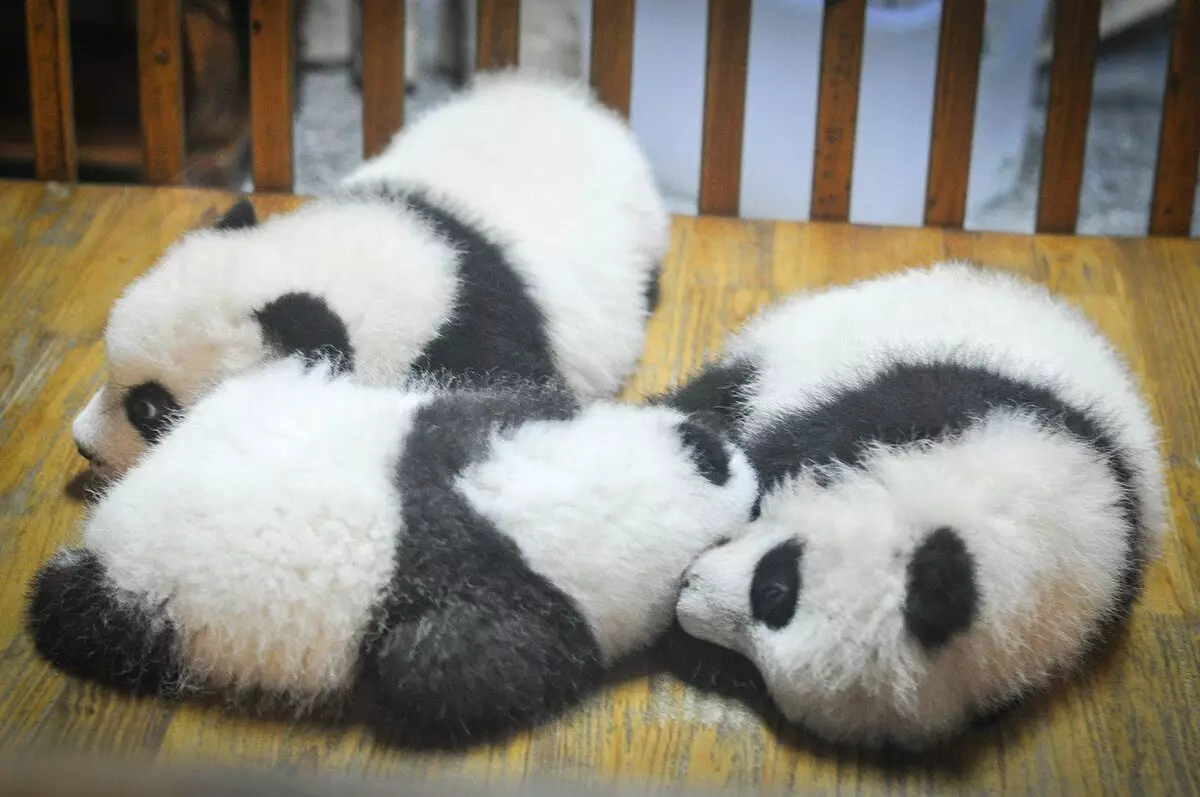 Pandas-2627426_1280.jpg