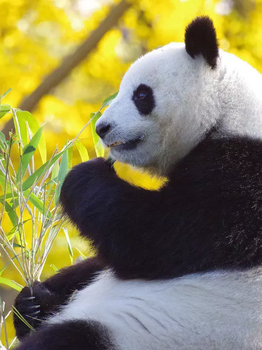 Urs panda. Foto: Pixabay.