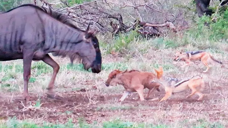 Gnu e leka ho sireletsa Cub ho Shakalov: Video