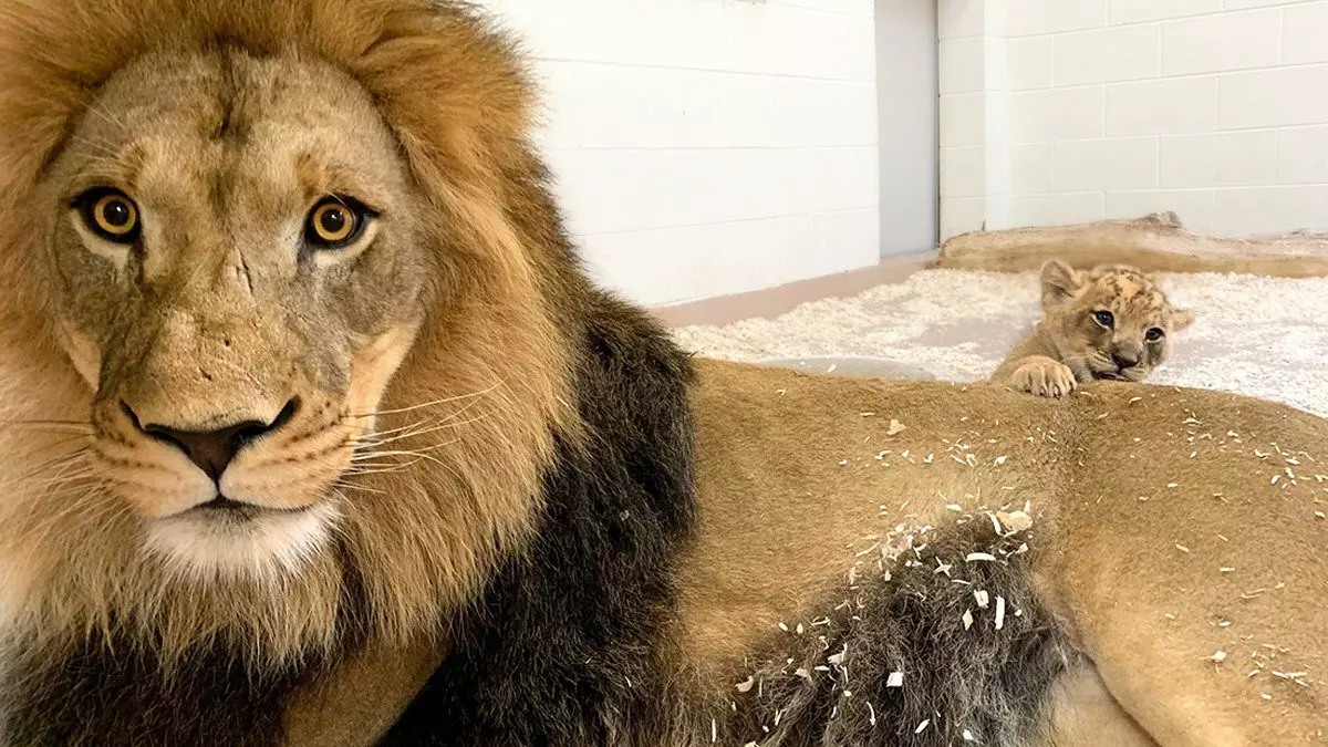 Tatay-Lion ang nahimamat sa iyang anak nga lalaki: video