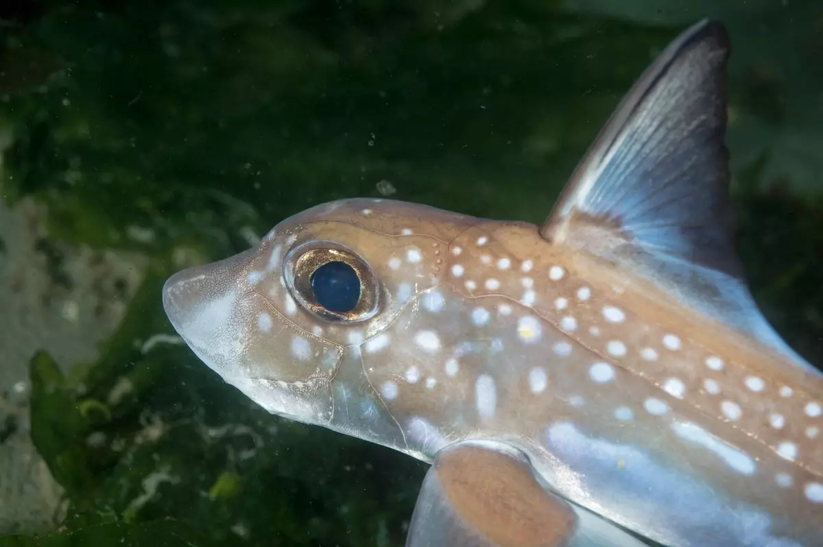 Pescador colleu e comeu unha quimera con xigantescos ollos: Foto