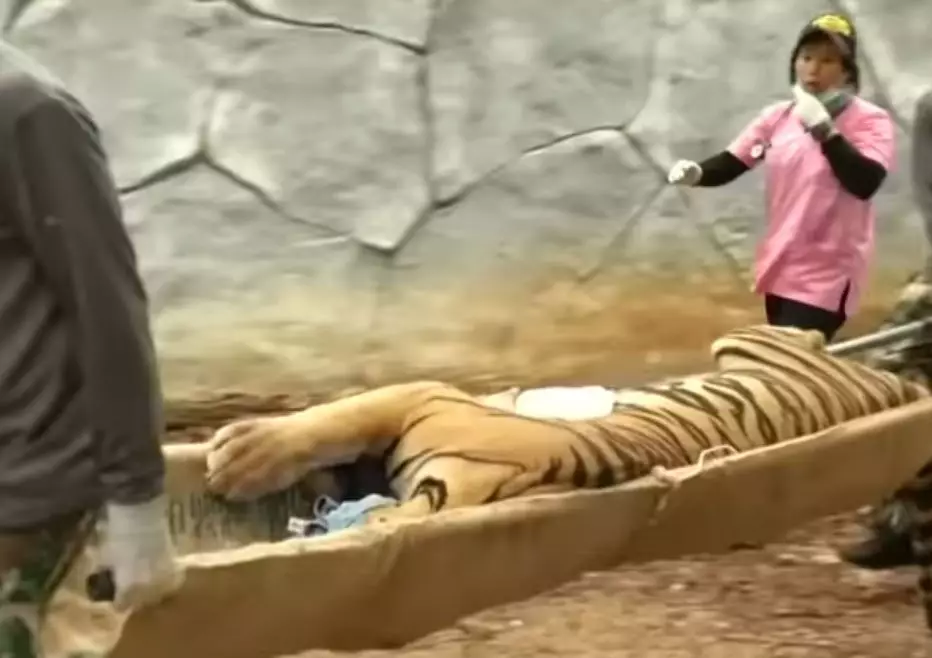 More than half of the tigers saved from the Thai monastery died