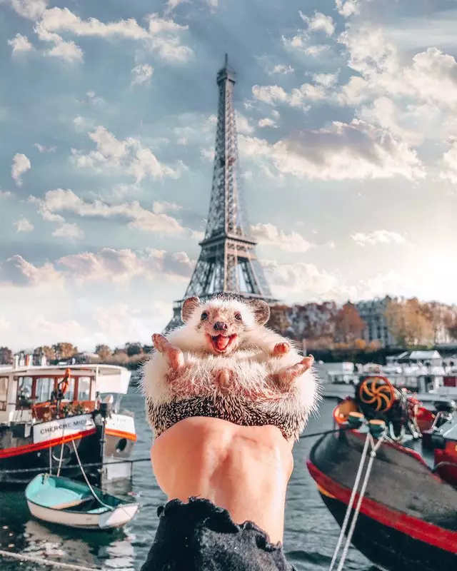 Smiling Hedgehog Traveler became a stars of social network