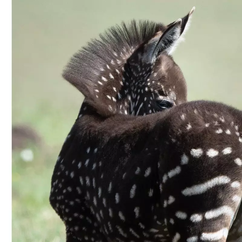 Chishamiso chechisikirwo: Zebra muPolka dot