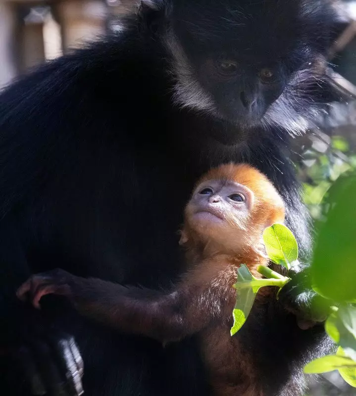 Rare Tonkin Gulman was born in the American zoo