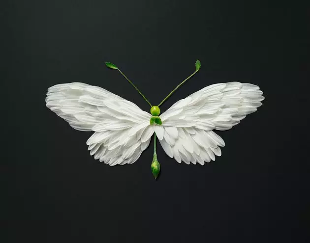 Stock_mj8807_white_angle_butterfly.jpg