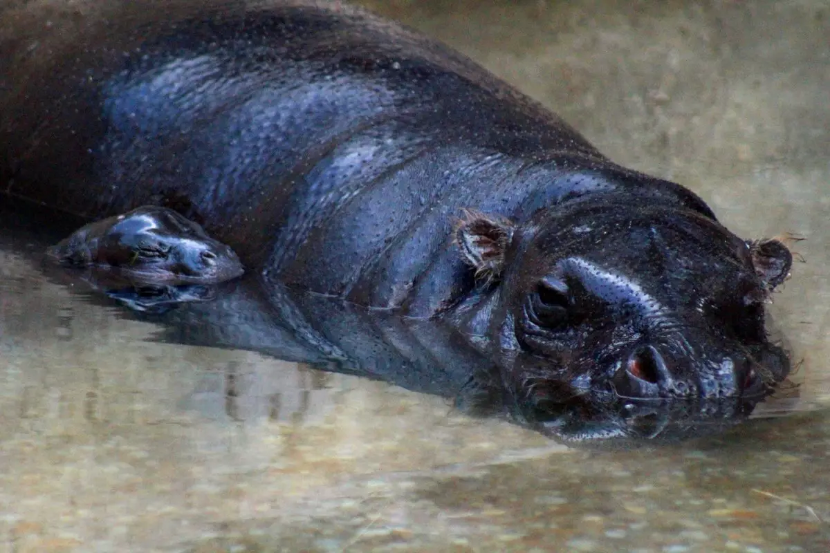 Dwarf Hippo jagħmel l-ewwel passi: Video