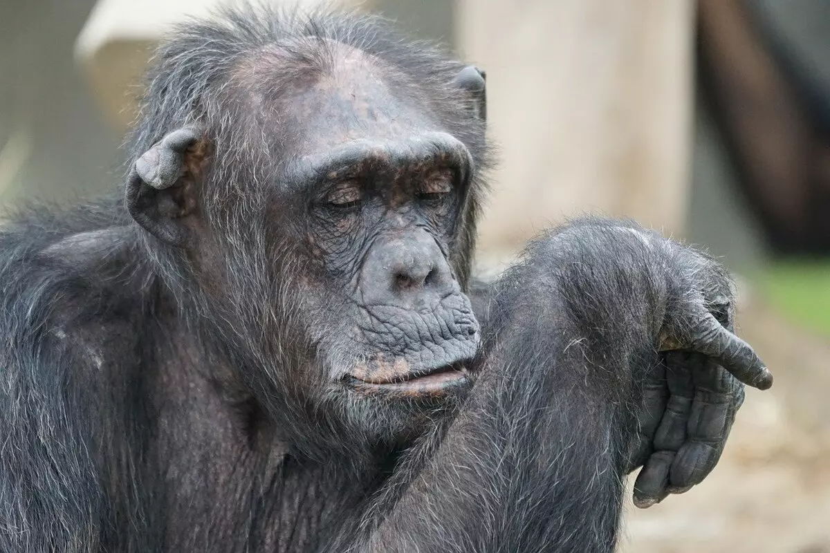 Chimpanzee-871293_1280.jpg.