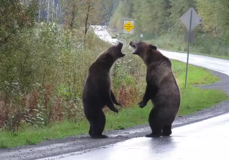 Hogyan találja meg a Grizzlys a kapcsolatot: videó