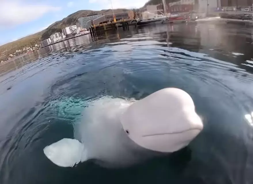 Belukha Nicknamed Valdimir tounen Kayakera tonbe sou camcorder a anba