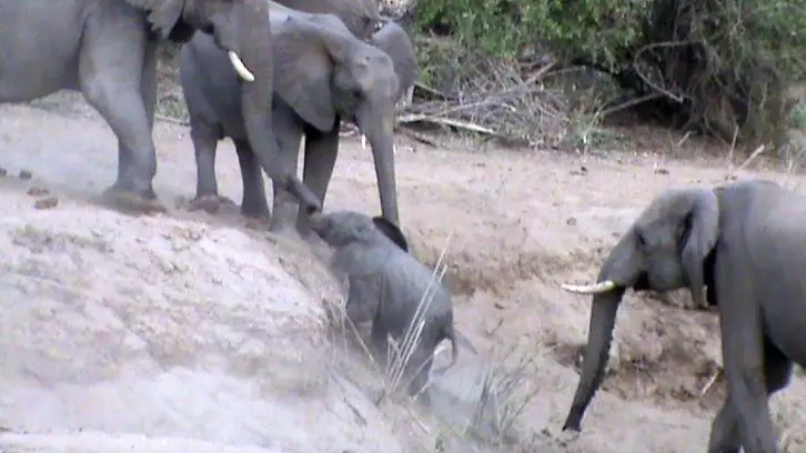 Aide du coffre: Les éléphants aident les petits à se rendre à la rivière haute