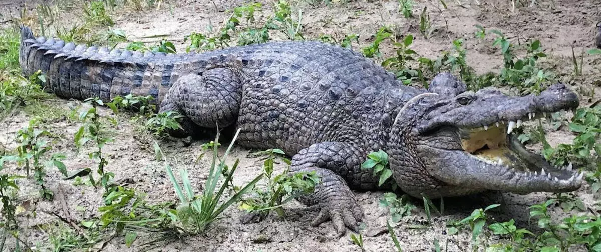 Wetenschappers hebben een nieuw soort krokodil onder Museumcollecties ontdekt, en dan - in de natuur