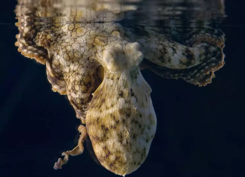 Octopus Tidur: Video