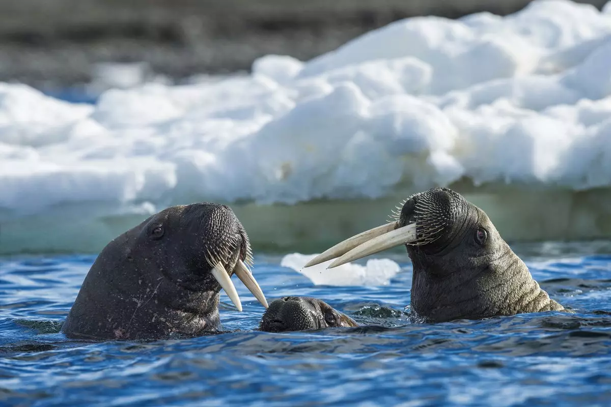 "Venäjän arktisella" Walrus pelataan harmonikalla (näyttää siltä, ​​että he pitivät siitä!)