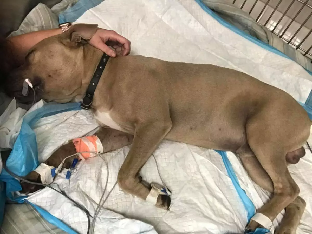 Chyo Pit Bull a sove timoun ki soti nan yon koulèv pwazon nan pri a nan lavi l '