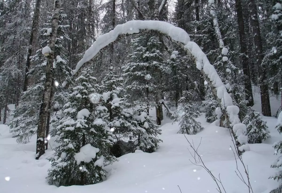 Katika mkoa wa Arkhangelsk uliunda hifadhi ya kulinda Taiga iliyopotea