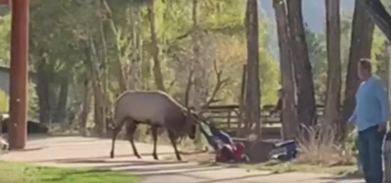 Smešno jelena je napadla žensko v narodnem parku: video