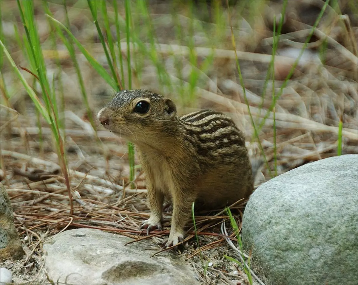 903px-Groundsquirrel4-300.jpg।