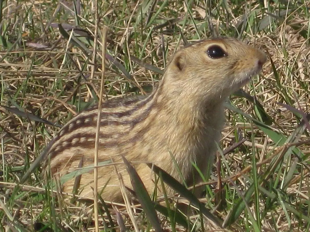 960px-spermophilus_tridecemlineatus_.jpg।