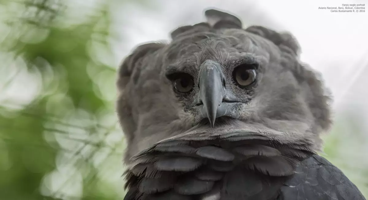 Garpia: Beleza predatória da América do Sul