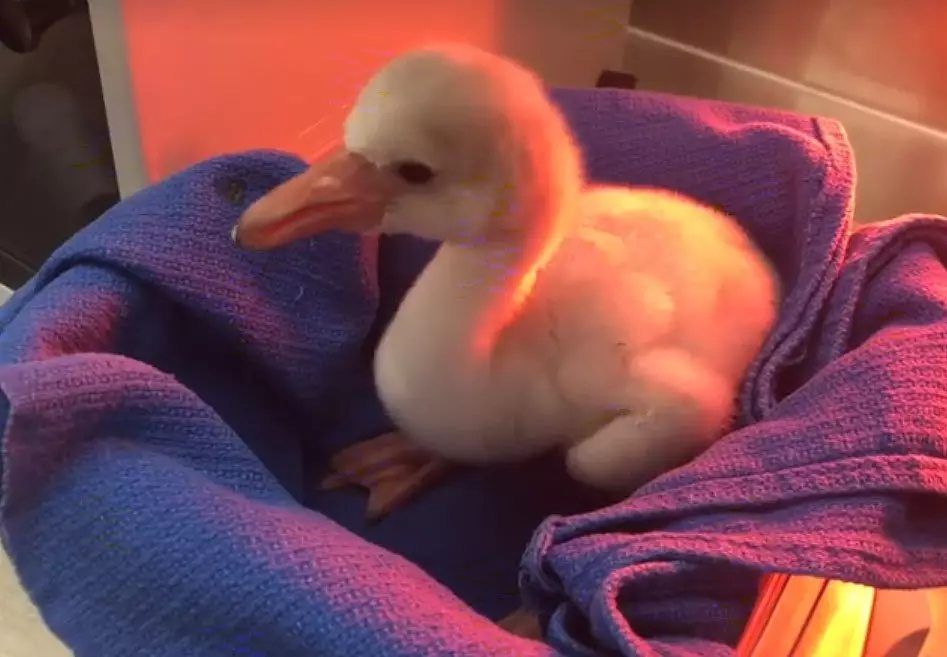 Kaip zoologijos sode rūpintis "Baby Flamingo": vaizdo įrašas