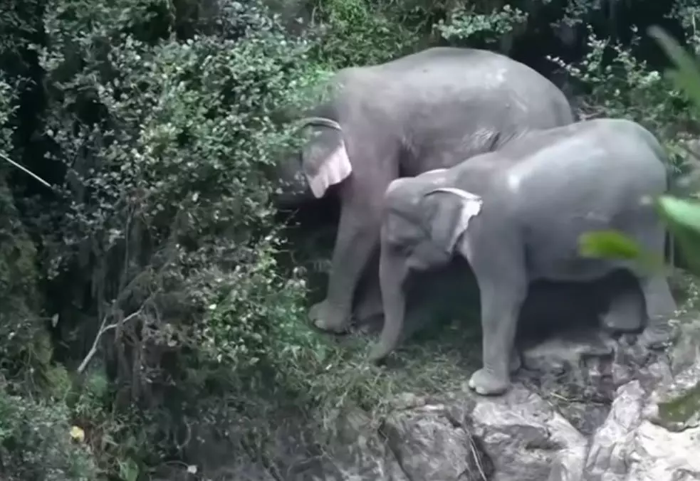Taylandda "Cəhənnəm nin uçurum" altı filler bərbad: video