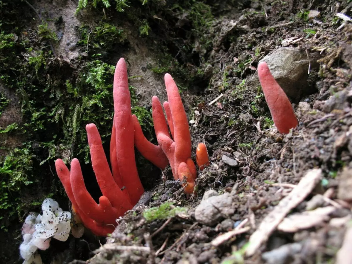 Ien fan 'e deadlike champignons fan Azië wurdt ynienen fûn yn Austraalje